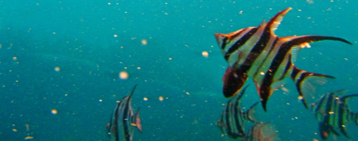 Marine Life – Shelly Beach « Manly Bunkhouse